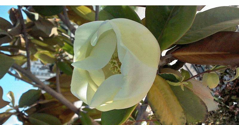 idryos: Manolya , GIF , Magnolia , Magnolia Grandiflora . büyük çiçekli ...