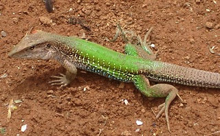 Biólogo na Rede: Répteis da Caatinga