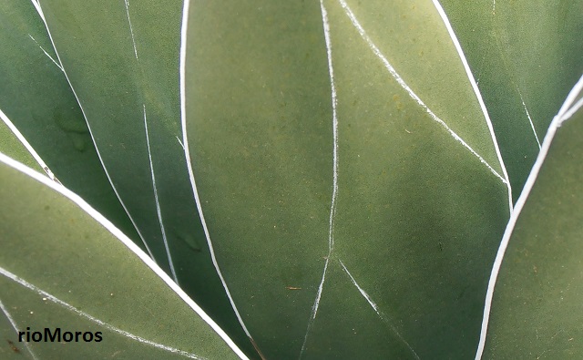 ÁGAVE DE LA REINA VICTORIA: Agave victoriae-reginae | Plantas rioMoros