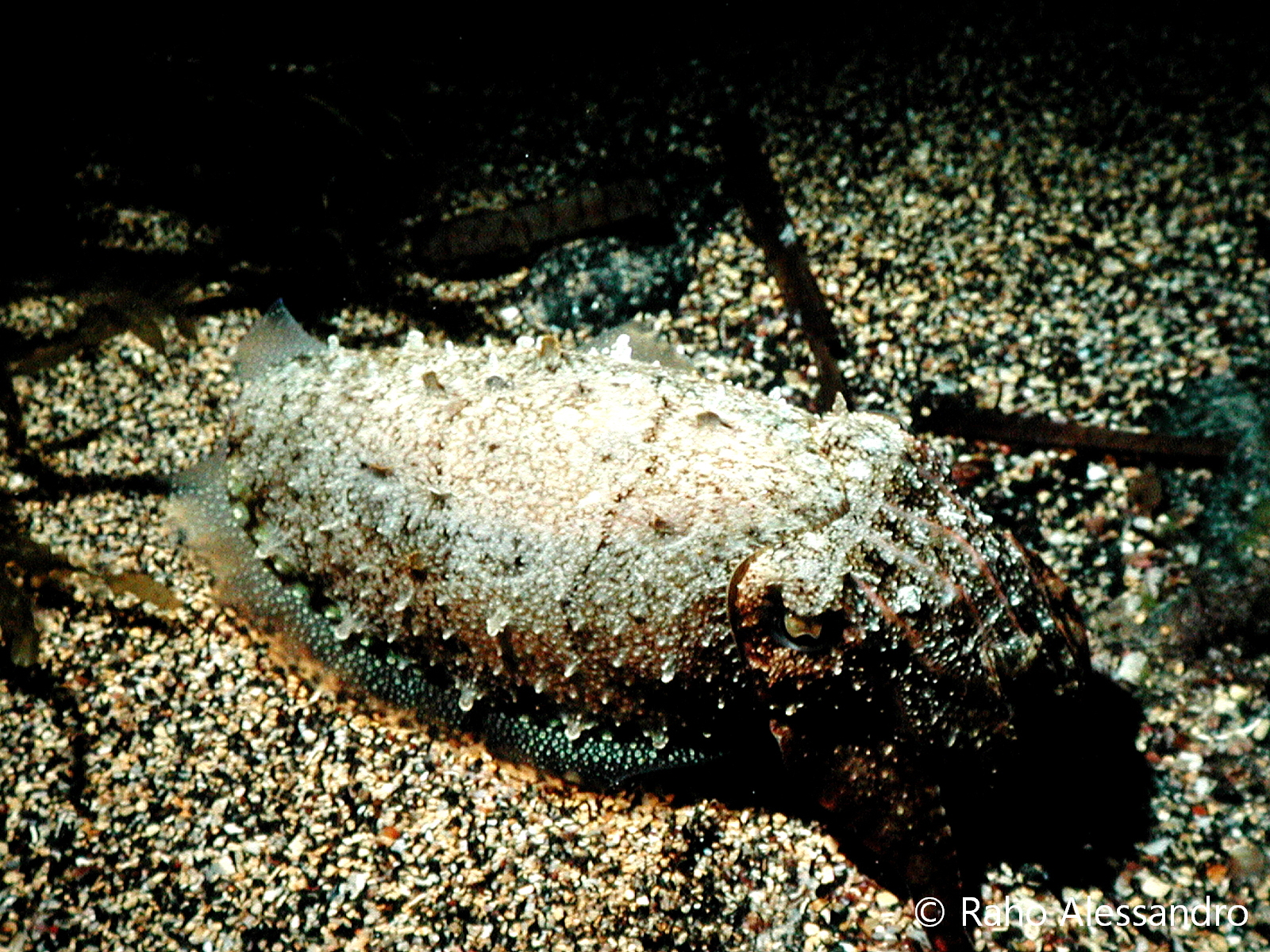 Necton e Plancton: Molluschi: Seppia