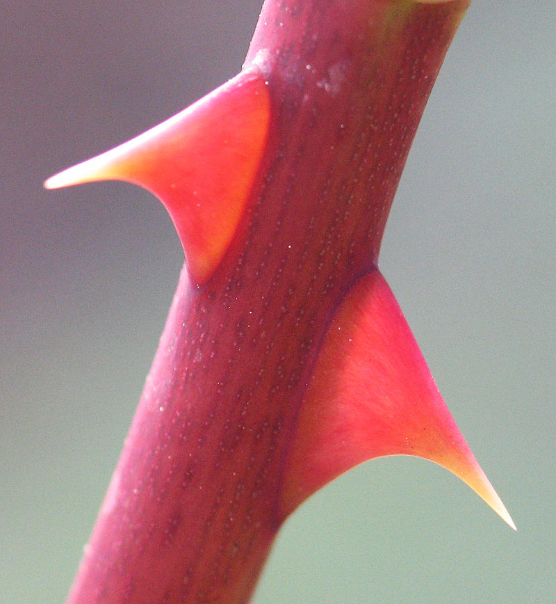Tipos de tallos- Descripción de la morfología de la planta.