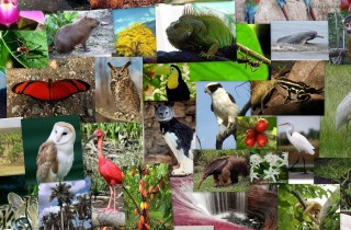 Animales De Ecuador: Aqui el siguiente texto nos da a conocer, la gran ...