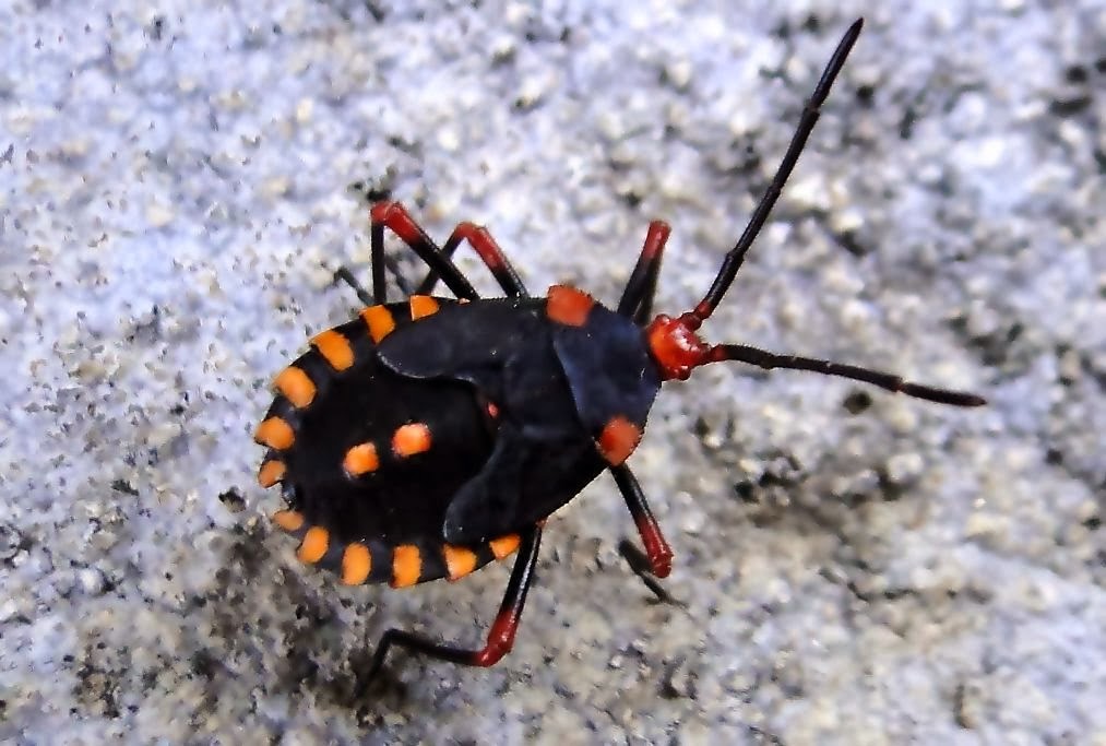 Sarzedo Ecologia: Barbeiro preto e laranja
