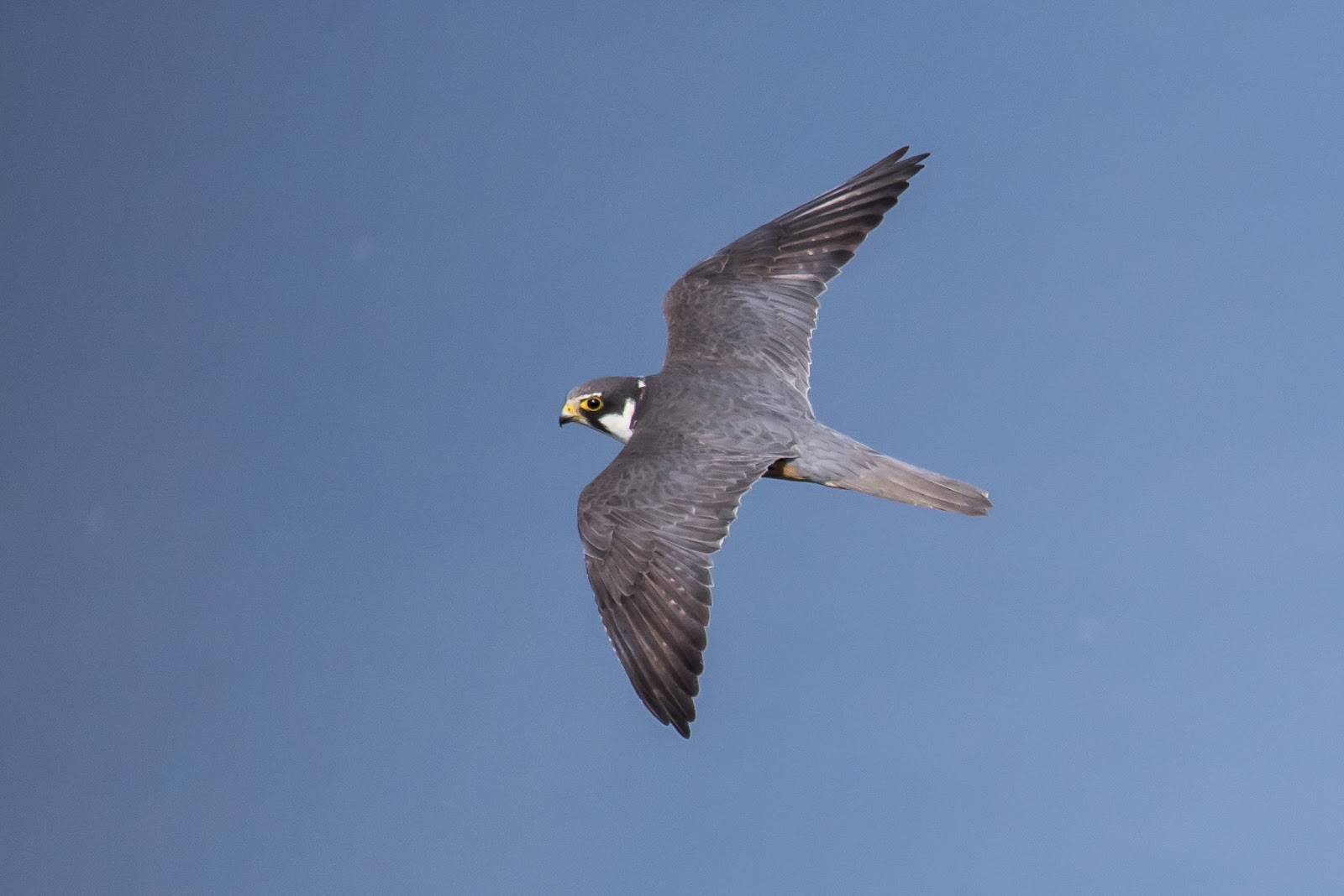 Photography by MickB: College Lake Nature Reserve - Hobby