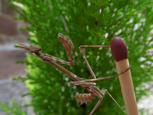 MANTIS PALO - BOTÀNIC SERRAT