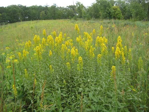 Tom's Blog: Prairie goldenrods in bloom