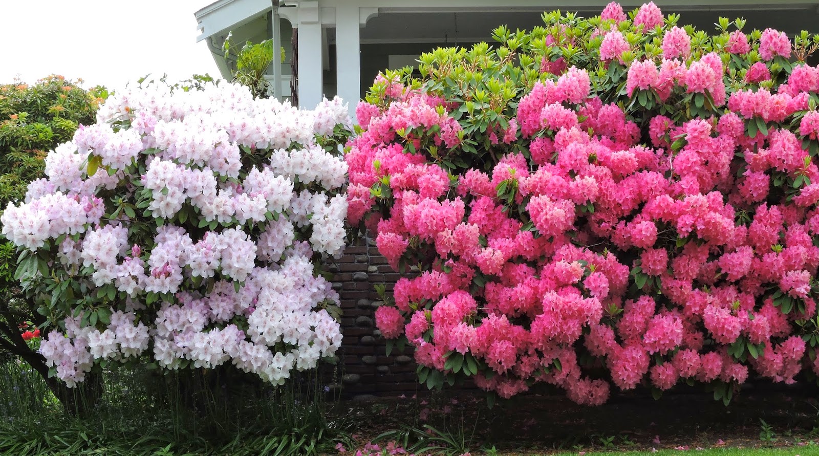 Scene Through My Eyes: Just Rhododendrons