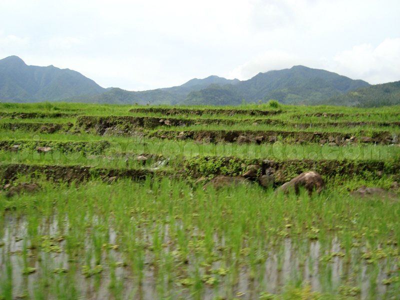 Biliran - Iyusan Rice Terraces and Mainit Hot Spring | Blogs, Travel ...
