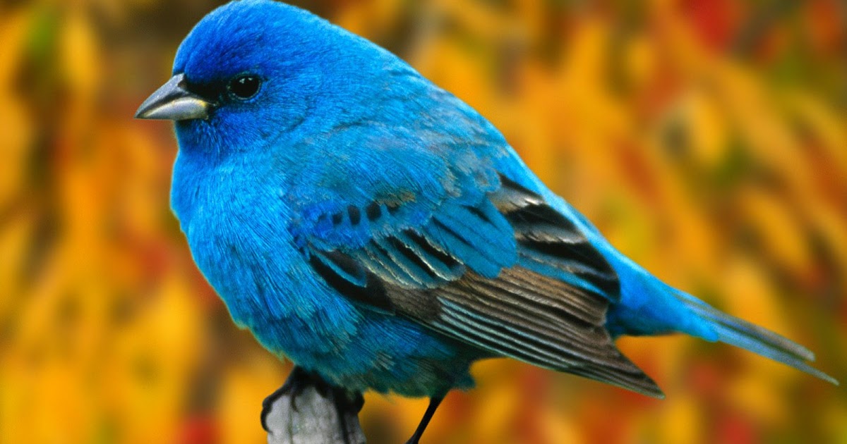 Amazing Creativity: Colorful Sparrow