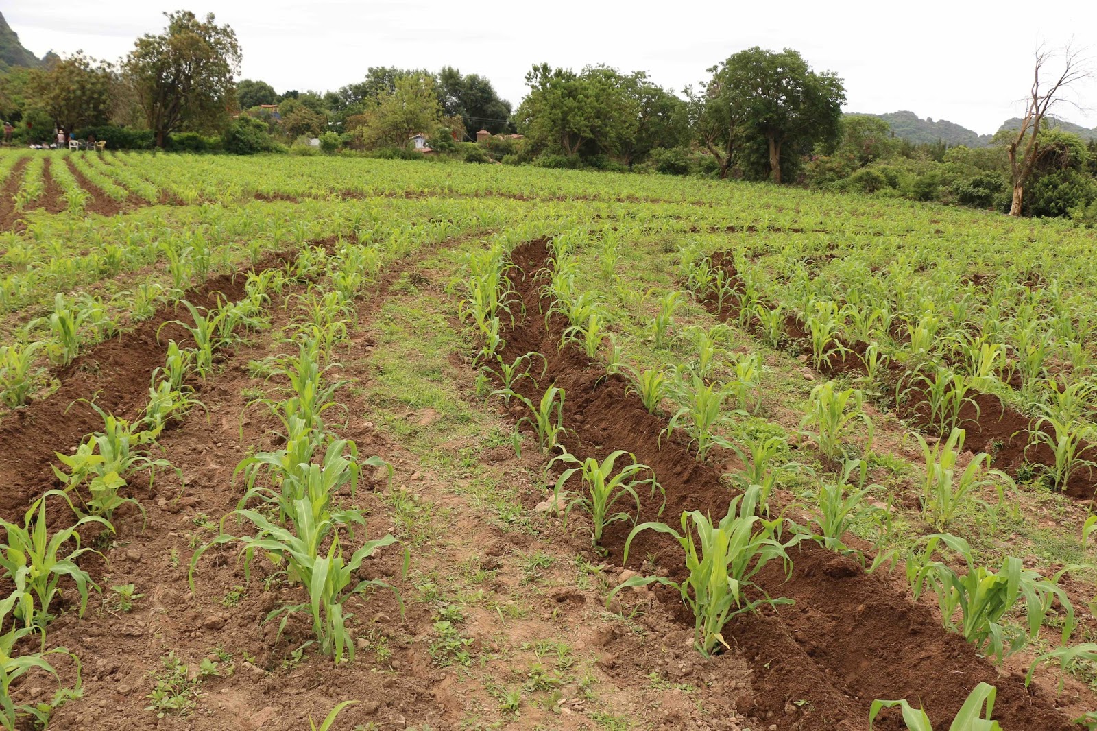 el viBrero: Siembra de milpa en el terreno del Santo de Santo Domingo ...