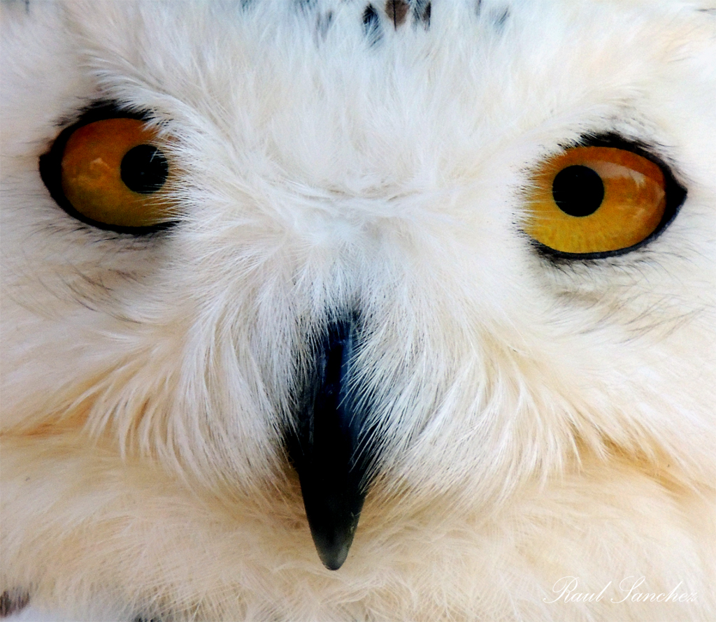 Naturaleza Viva : Búho nival, búho del Ártico o gran búho blanco