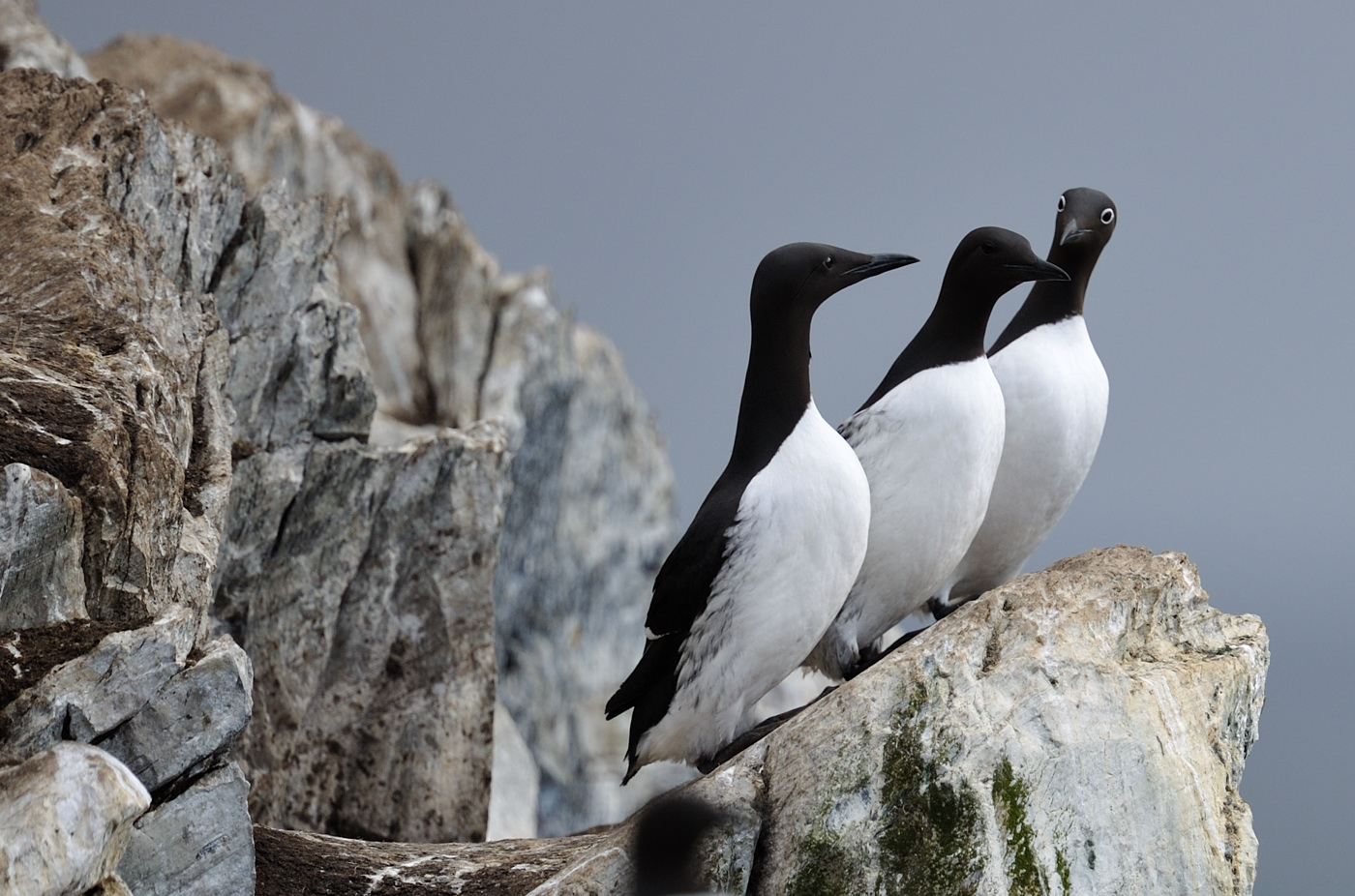 swopticsphoto: Bridled Guillemot asking the question