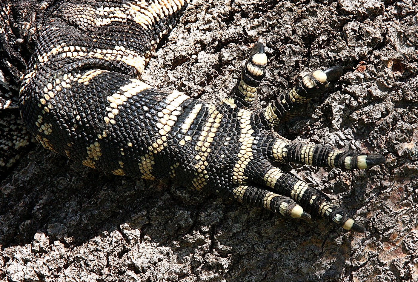 Images by Christine Walsh: Monitor Lizards (Goannas)