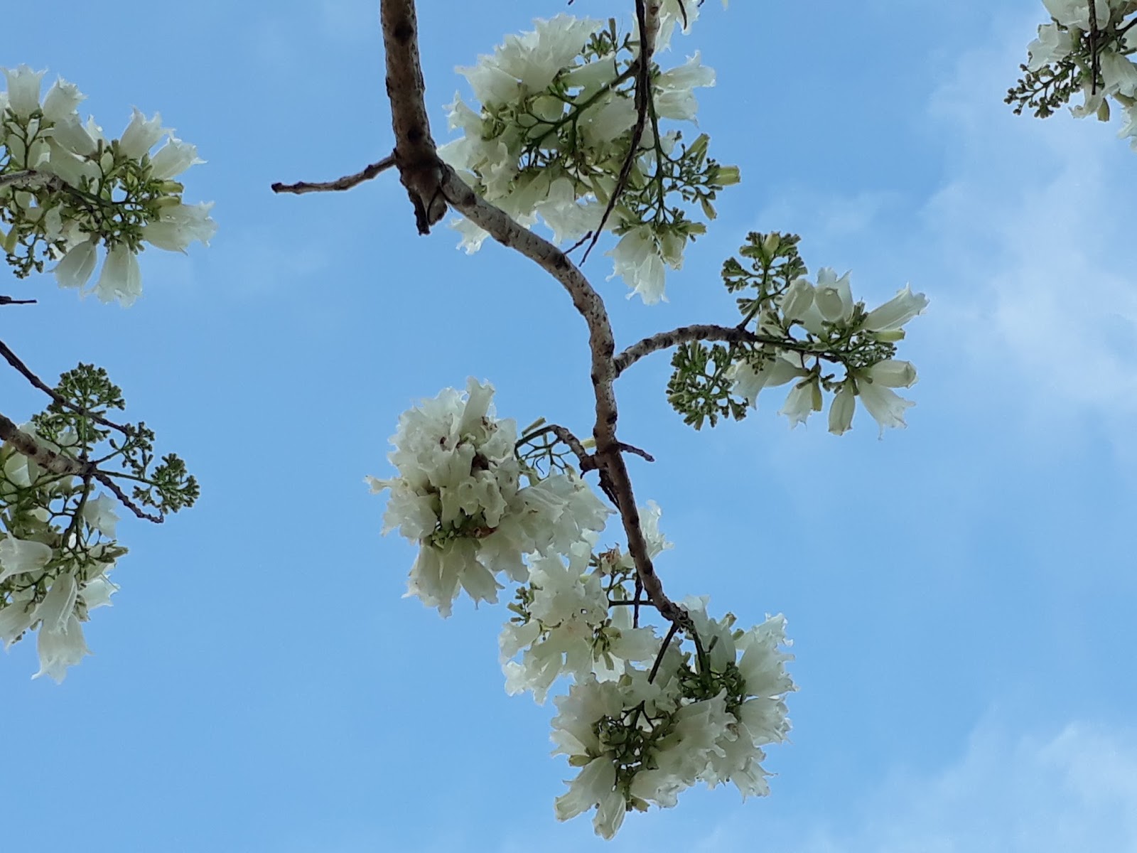 a hopeful nature: A White Jacaranda