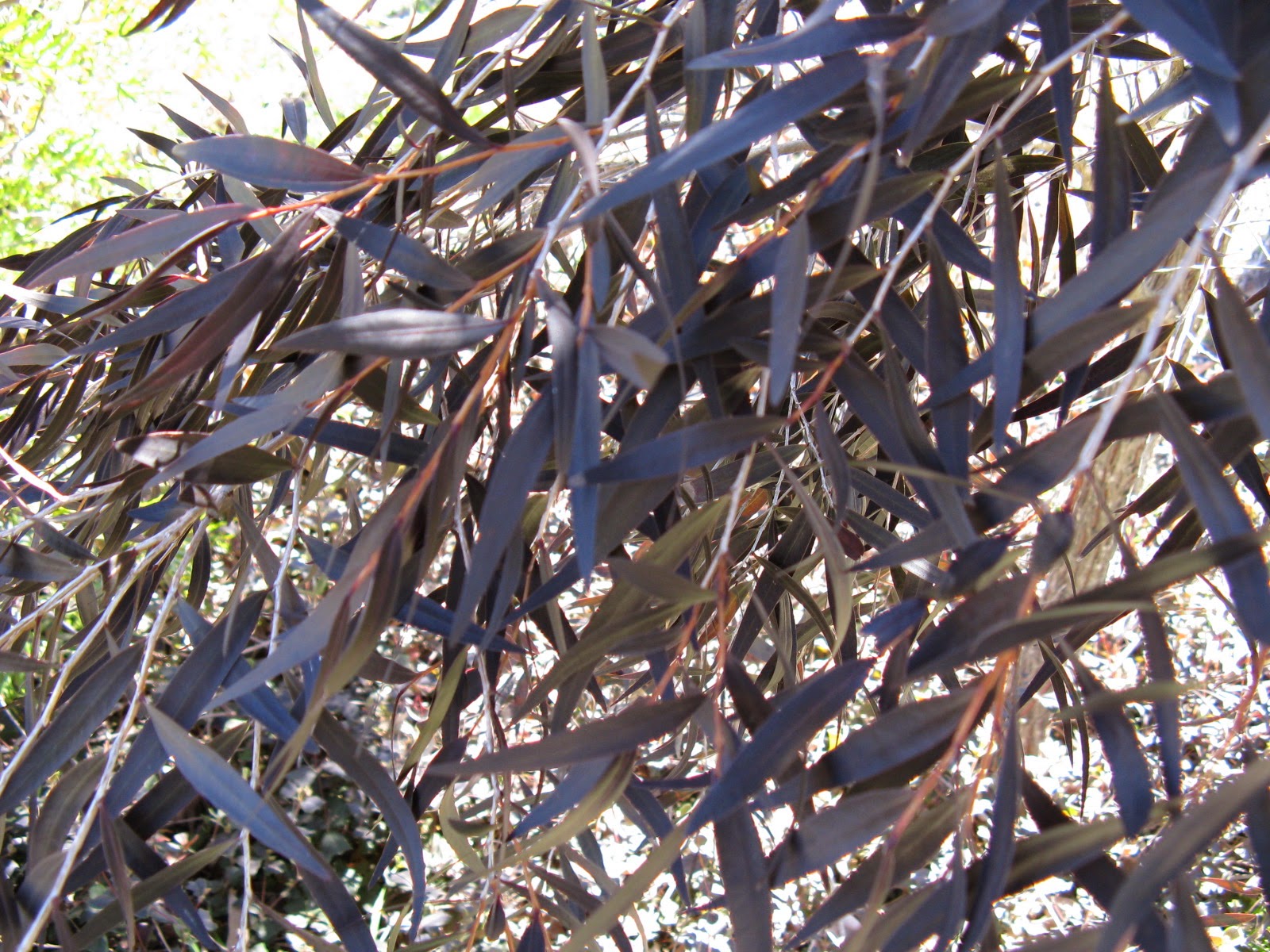 Trees of Santa Cruz County: Agonis flexuosa 'Jervis Bay Afterdark'