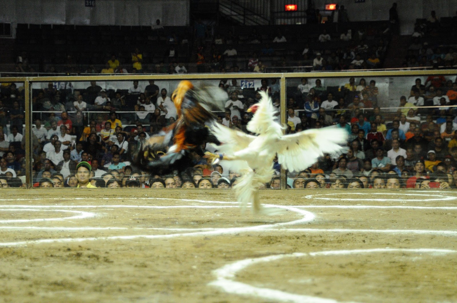 BANTAY-SABONG: Three Entries Shared 2013 World Slasher Cup-1 Crown