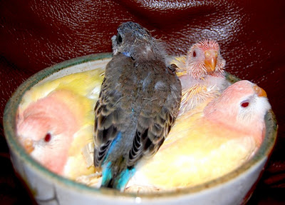 The Splendid Bourke Bird Blog: LUTINO BOURKE PARAKEETS