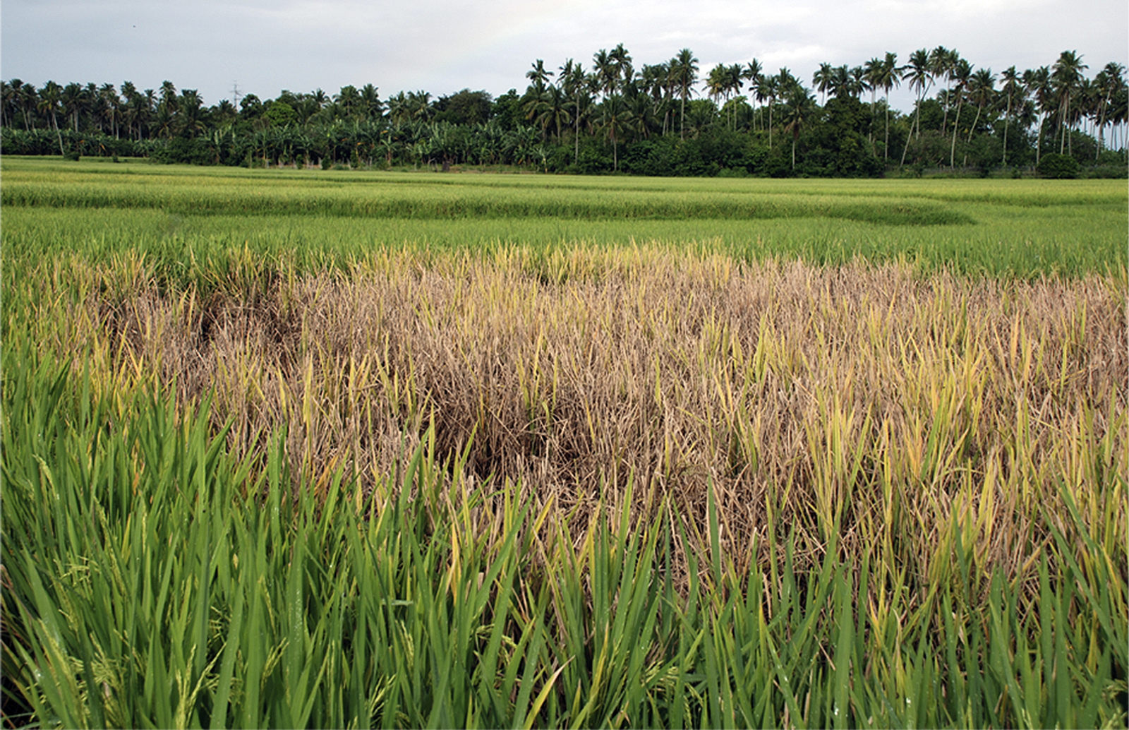 Bacterial Leaf Blight Of Rice