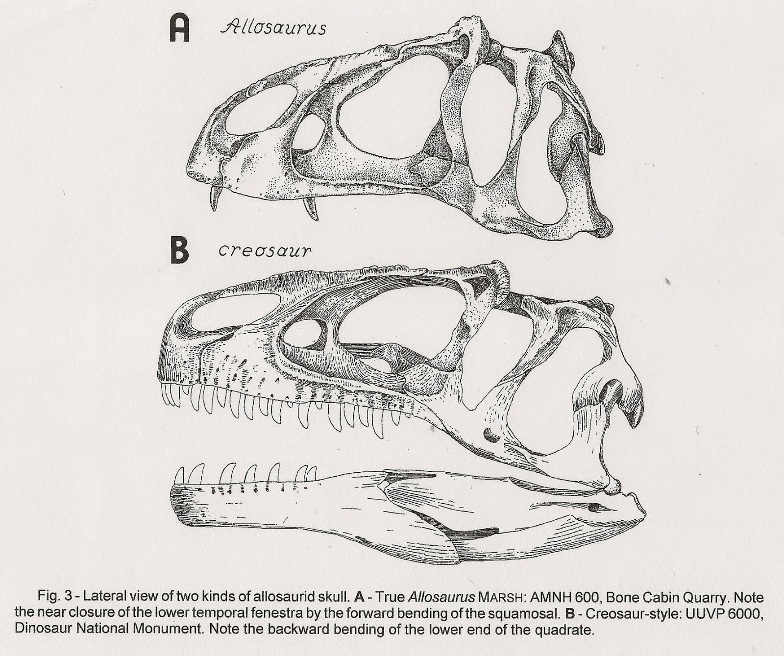 The Theropod Database Blog: "Madsenius" and "Wyomingraptor"