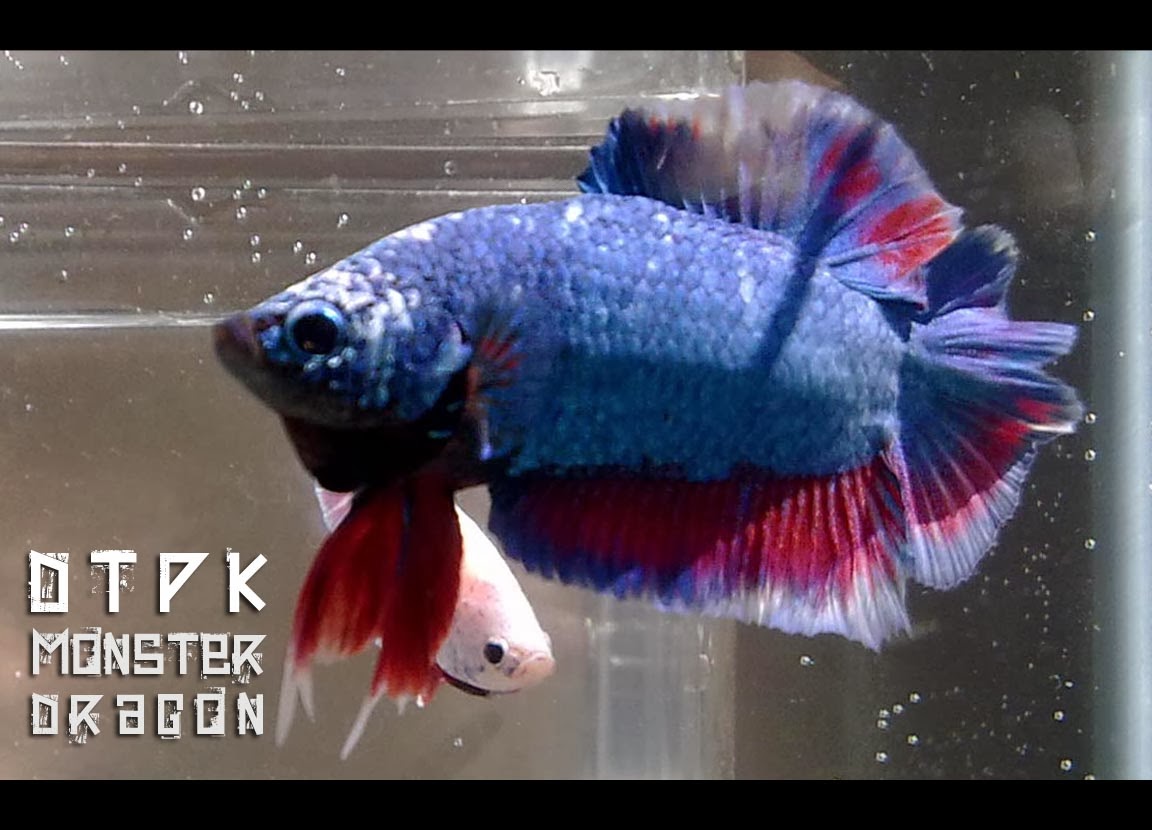 GANZO GAMES EXTENDED (PC Games RM5 & Betta Fish): DTPK Monster Dragon