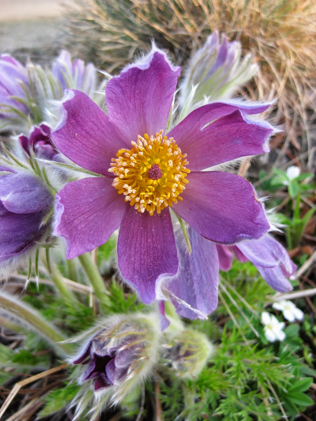 The Amazing Pasque Flower | Rotary Botanical Gardens