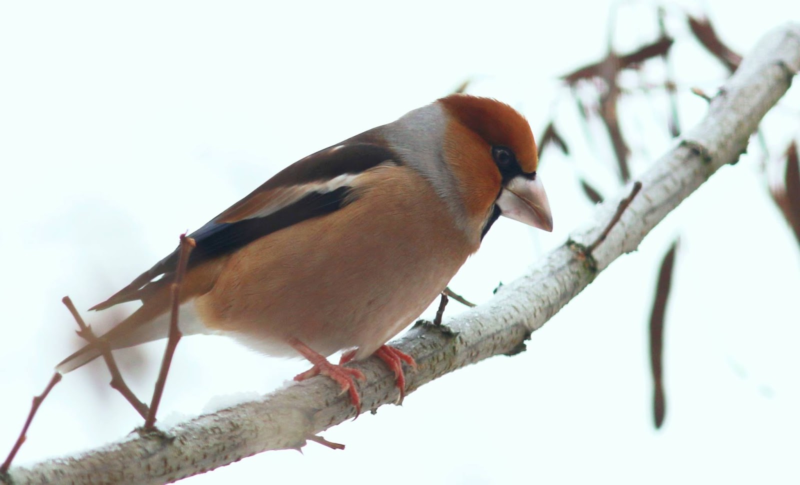 NAŠE ZAHRADY: Dlask tlustozobý. S hýlem nejhezčí ptáci u nás. Dlask ...
