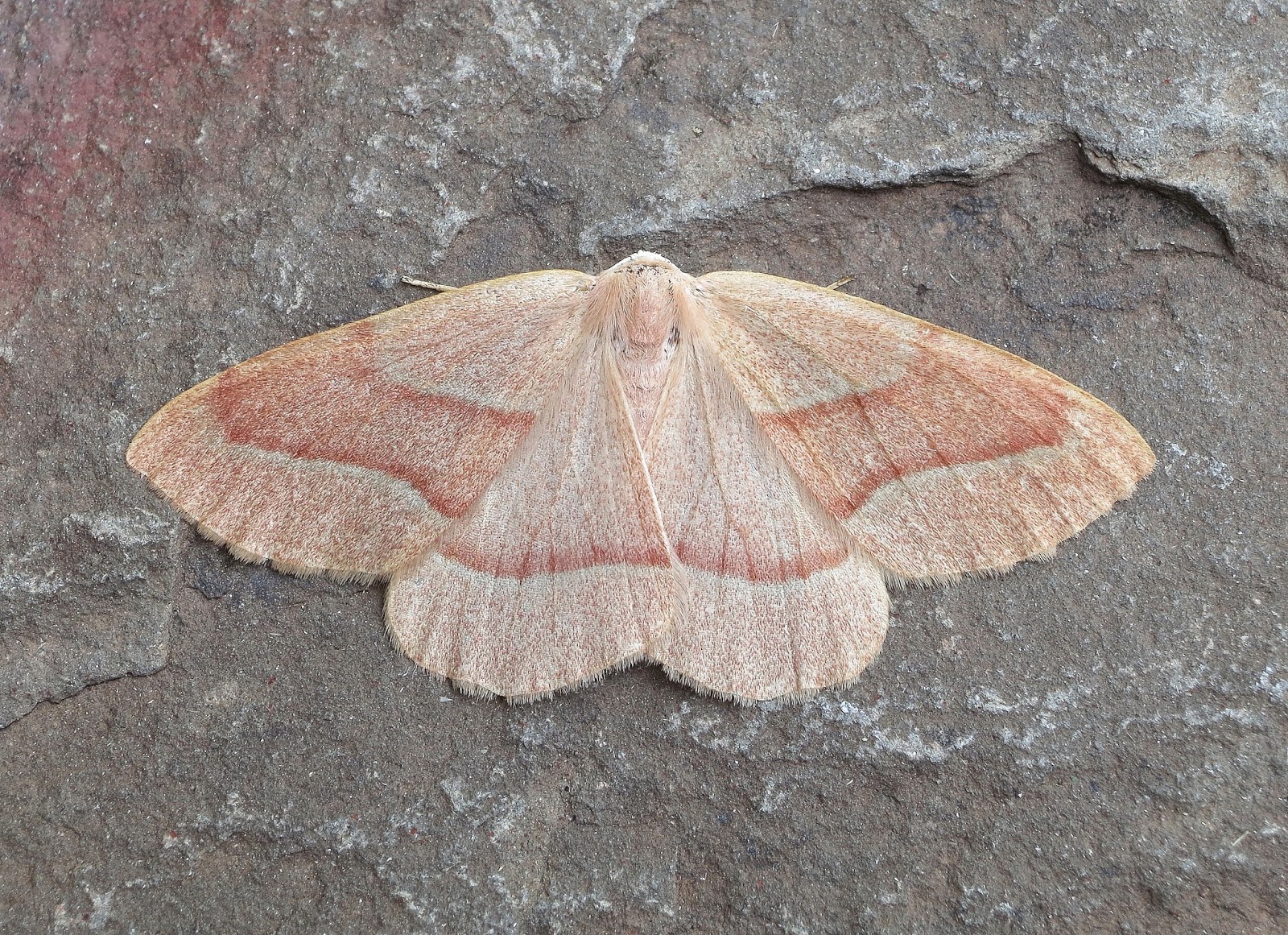 Garden Moths, 1999 to 2020