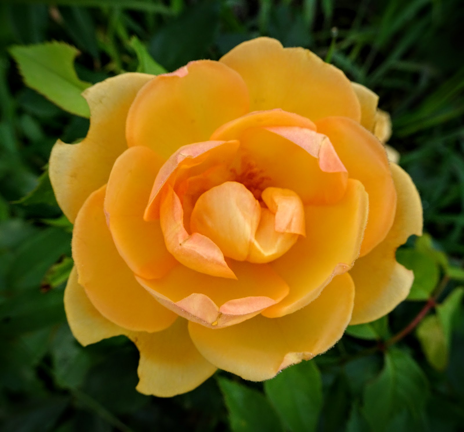 Love, Joy and Peas: Apricot Rose, Pink Veronica, Dahlia, Zinnia and Day ...