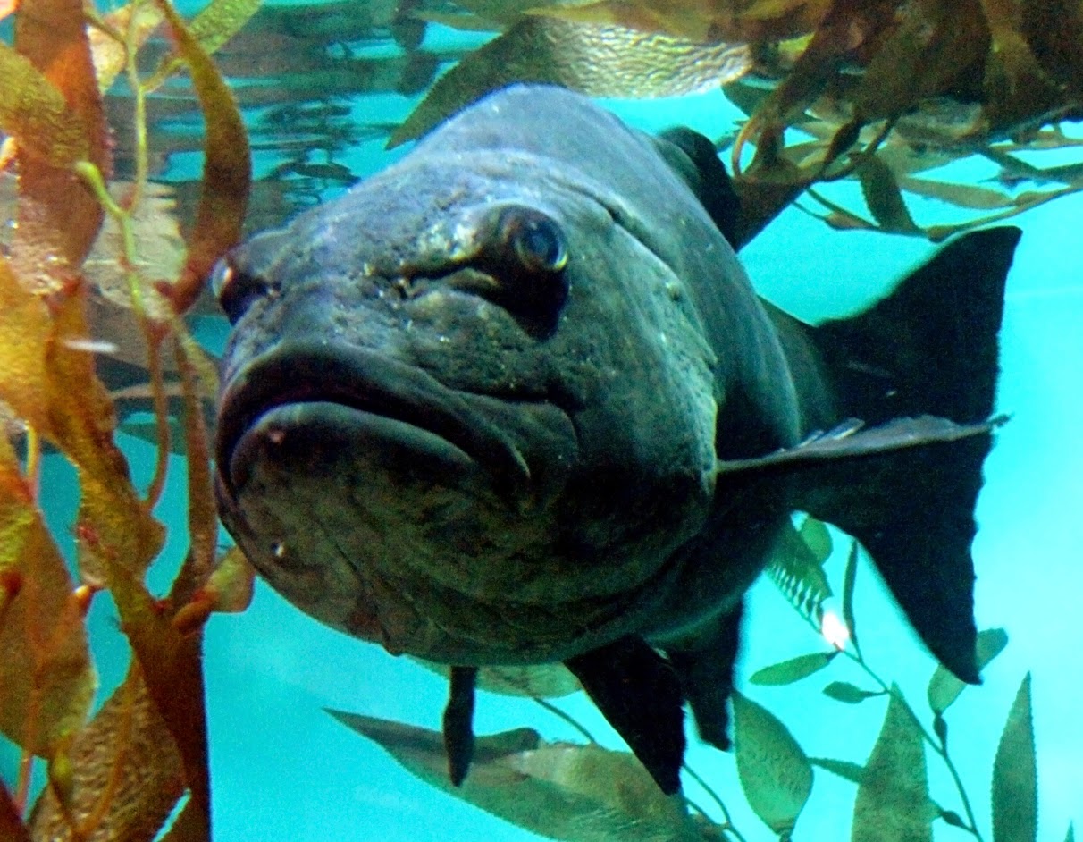 Hunting and Fishing: Impressive incredible fish fishing giant Goliath ...