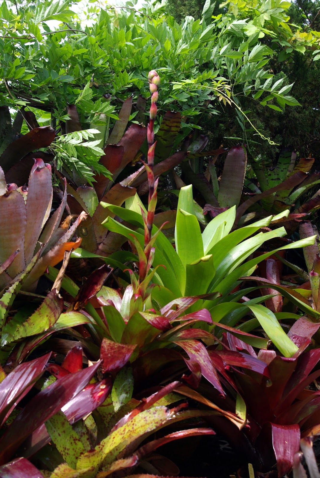 Johnson's bromeliads & falconry: Alcantarea vinicolor