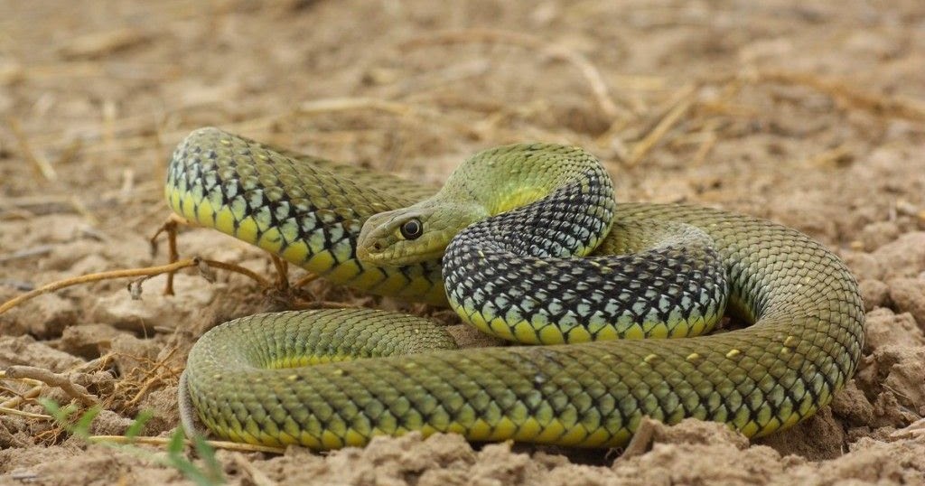 El Blog de El Divino: La culebra