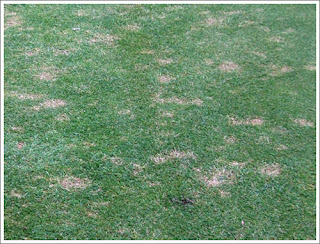 Red Thread Lawn Disease ~ Lawn and Turf Care