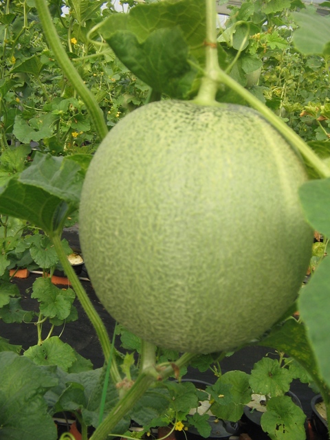 Green Horizon: Rockmelon oh rockmelon..