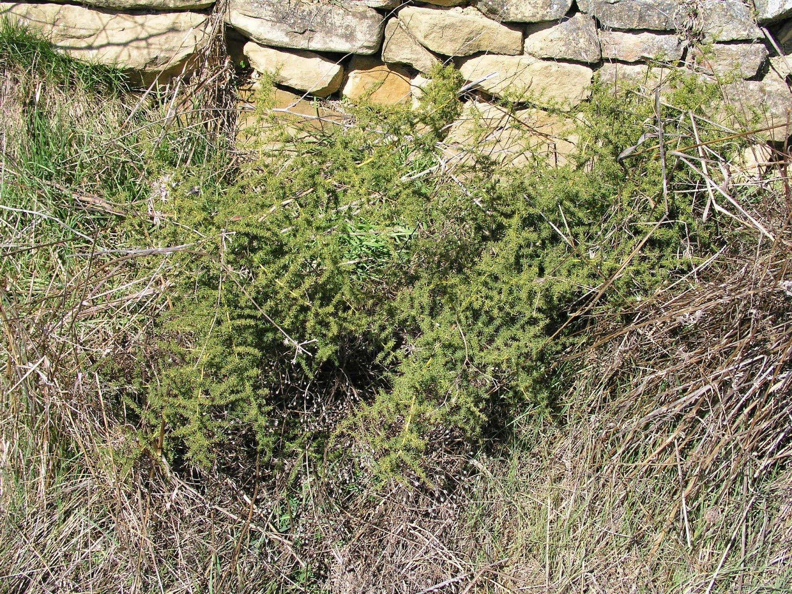 VIVA LA HORTICULTURA: ESPÁRRAGOS: FOTOS DE TRIGUEROS Y VERDES.