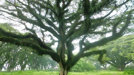 EKSOTIKA HUTAN TREMBESI DI DJAWATAN BENCULUK