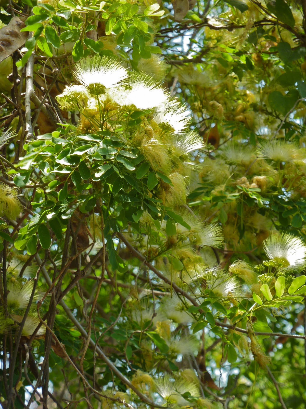 Madras Ramblings: The beautiful Vaagai