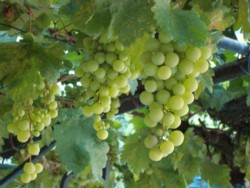 BREVIÁRIO: SANTA RITA E O MILAGRE DA VIDEIRA, DAS UVAS