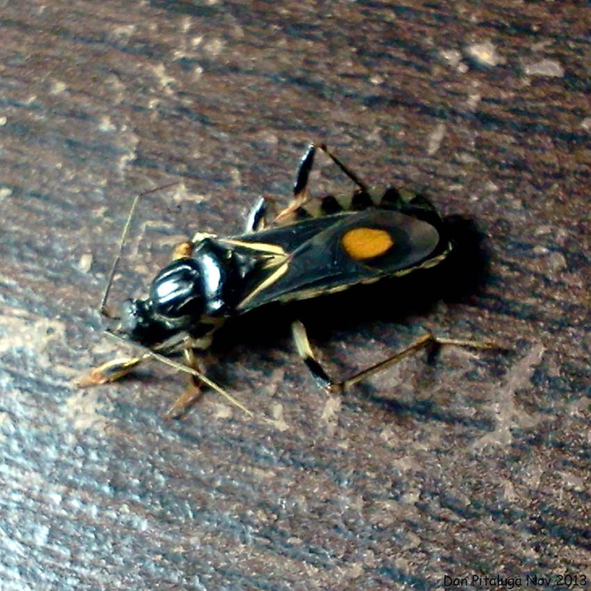 Insetologia - Identificação de insetos: Percevejo Pirata em Goiás