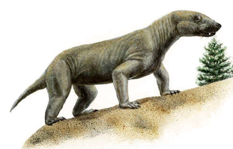 Cynodont | BIOLOGIPEDIA