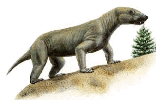 Cynodont | BIOLOGIPEDIA