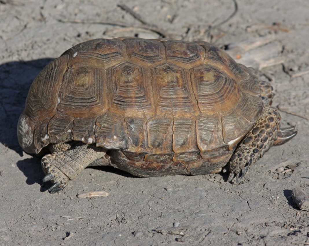 Mark & Teri's Travels: Texas Tortoise (Gopherus berlandieri)