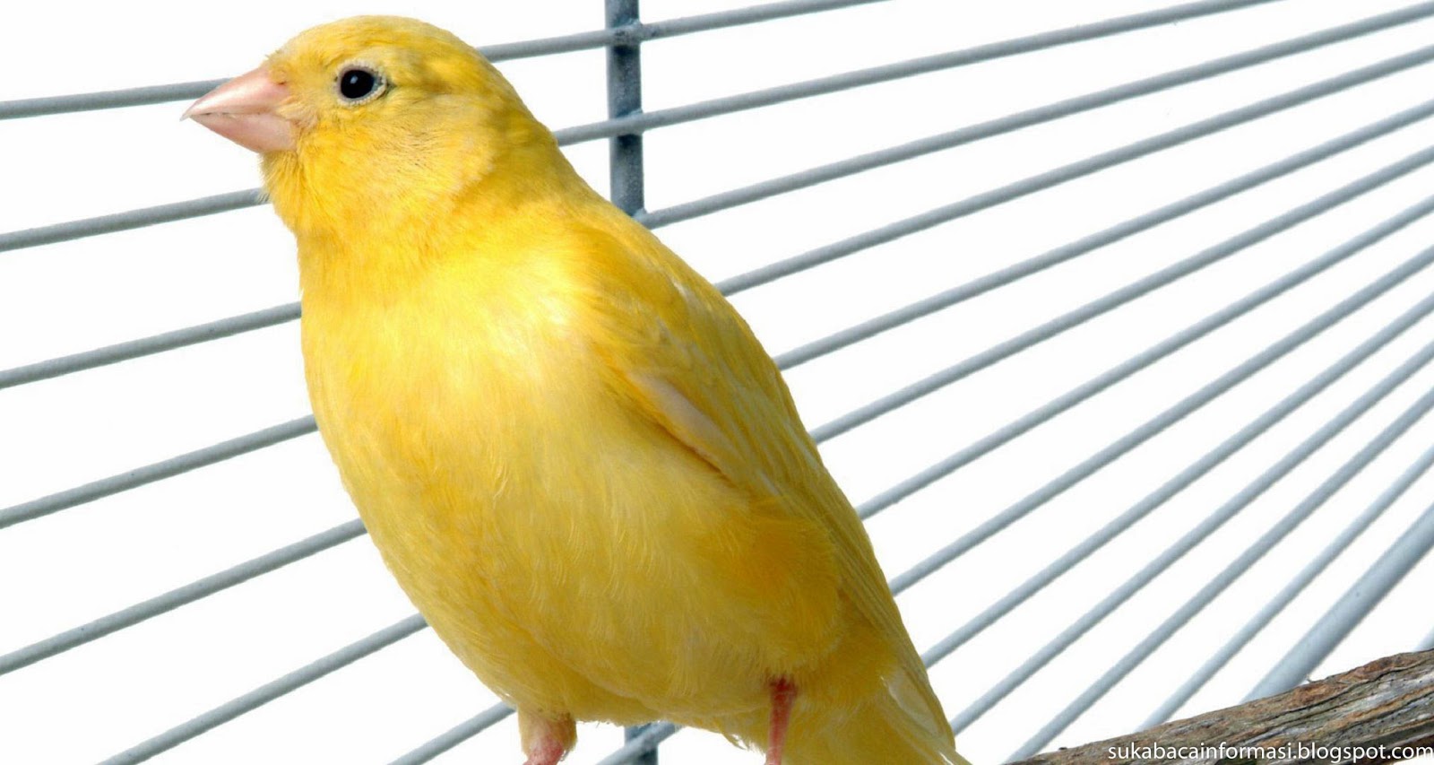 Kumpulan Foto Burung Kenari