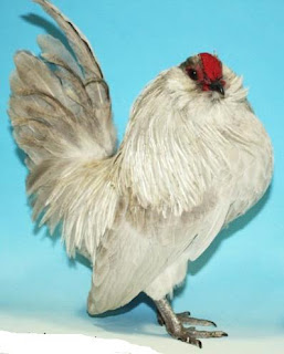 WEBSITE PENGHOBI AYAM: Ayam Eropa