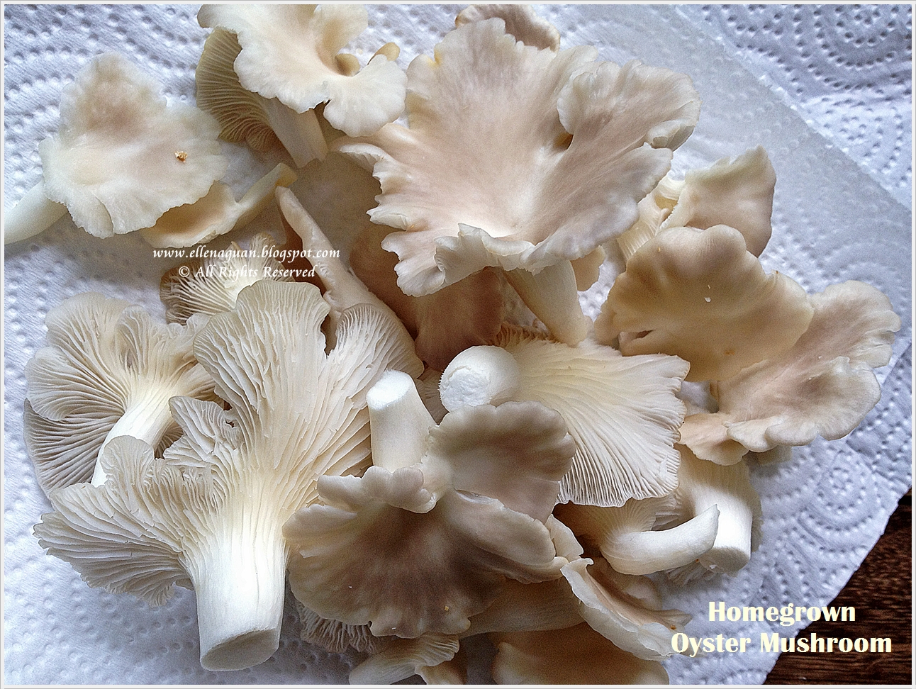 Home Grown Oyster Mushroom
