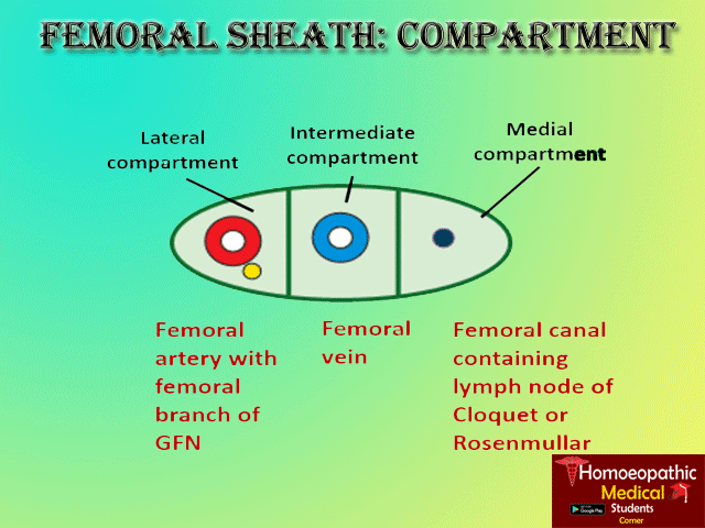 FEMORAL TRIANGLE: