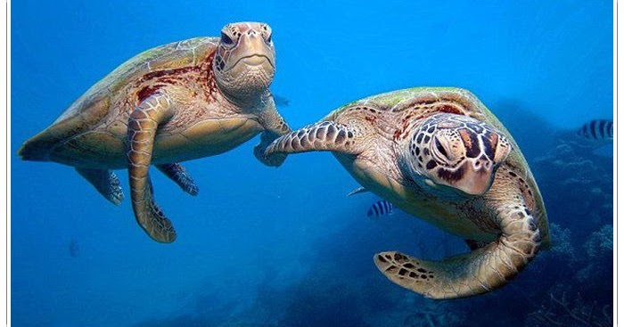 T12I11 Penyu dan kami