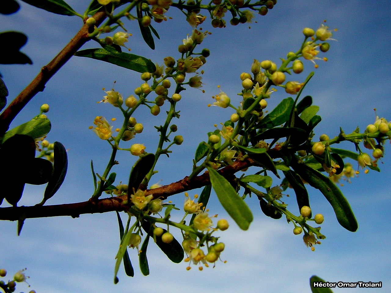 Flora Bonaerense: Molle negro (Schinus fasciculatus)