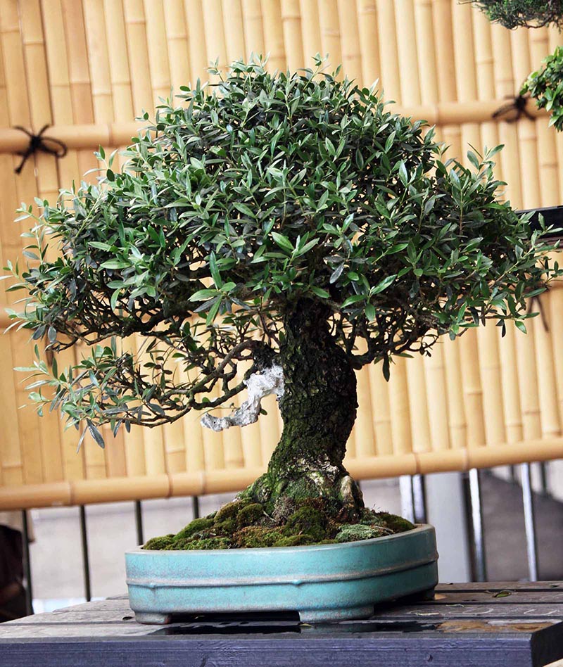 Koristno in uporabno: Oljka