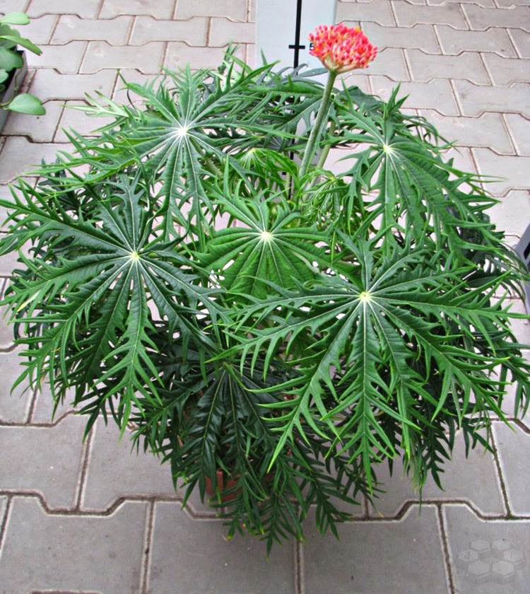 Predador de Imagens: MERTIOLATE - Jatropha multifida