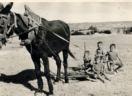 Overa, Ribera del Almanzora.: Aquellas eras de trillar